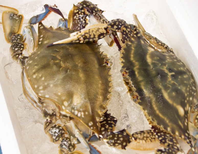 氷締め『活渡り蟹 オス』宮城県産 1杯（401〜450g） ※冷蔵 山治｜美味お取り寄せ。dancyu