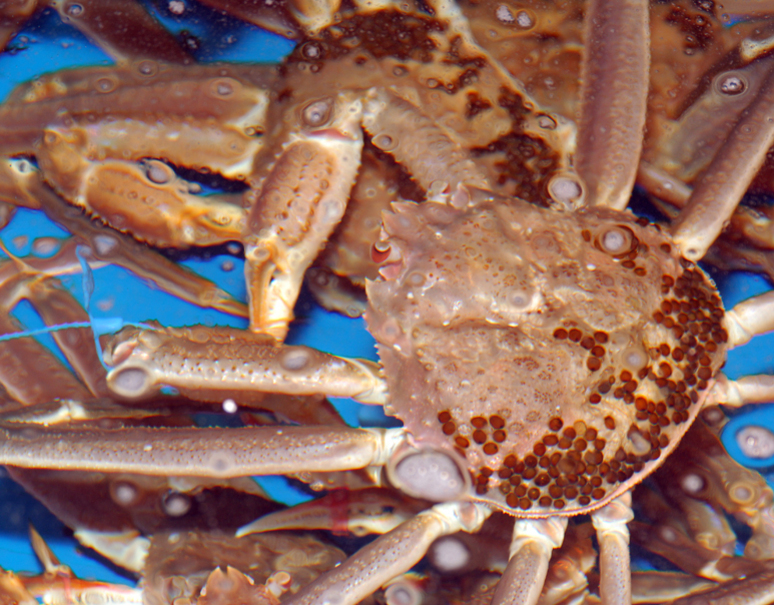 『活け 匠の松葉カニ 魚政BLACK』お徳用 1杯 900~1100g 日本海山陰西部産 ※冷蔵 【12/25〜1/9出荷】｜美味お取り寄せ。dancyu