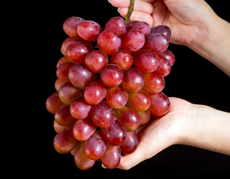 大房ぶどう『紫苑（しえん）』秀品 岡山県産 1房 約700g ※冷蔵｜美味お取り寄せ。dancyu